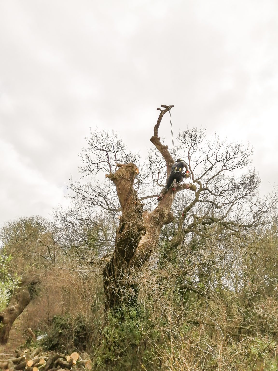 Oak Tree Removal in Chester - Halfacre Tree Services
